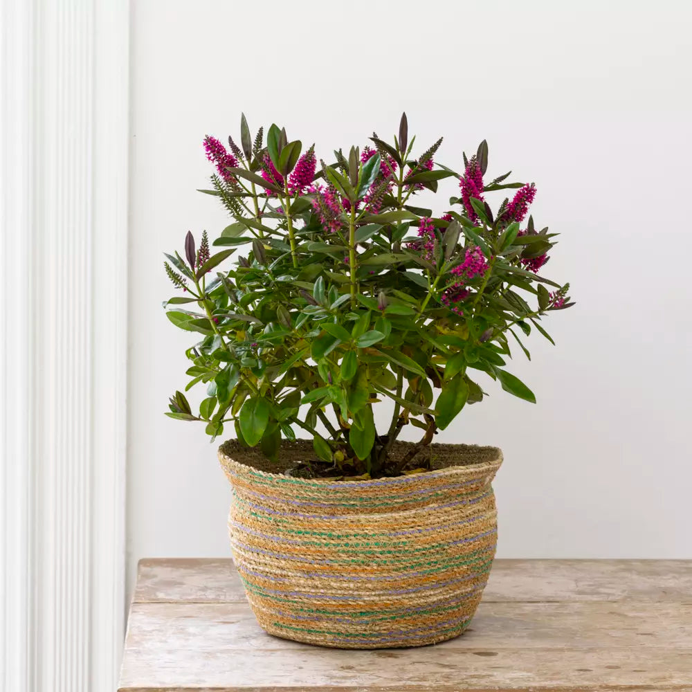 Seagrass Basket Planter Shallow Frill Edge | Indoor Plants | Quince & Cook